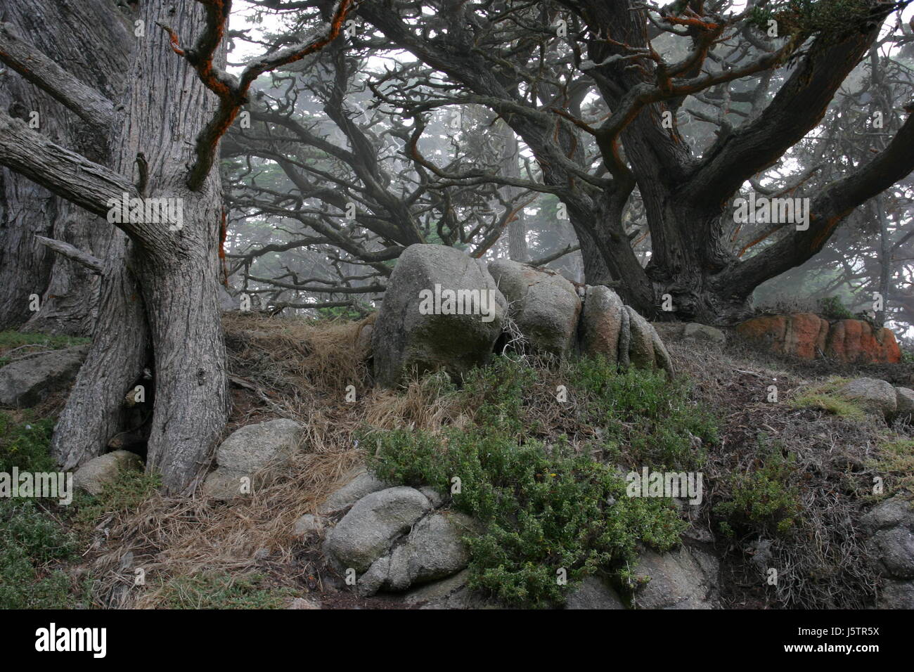 tree fog usa rock california uncanny coast cypress granite grey gray ...