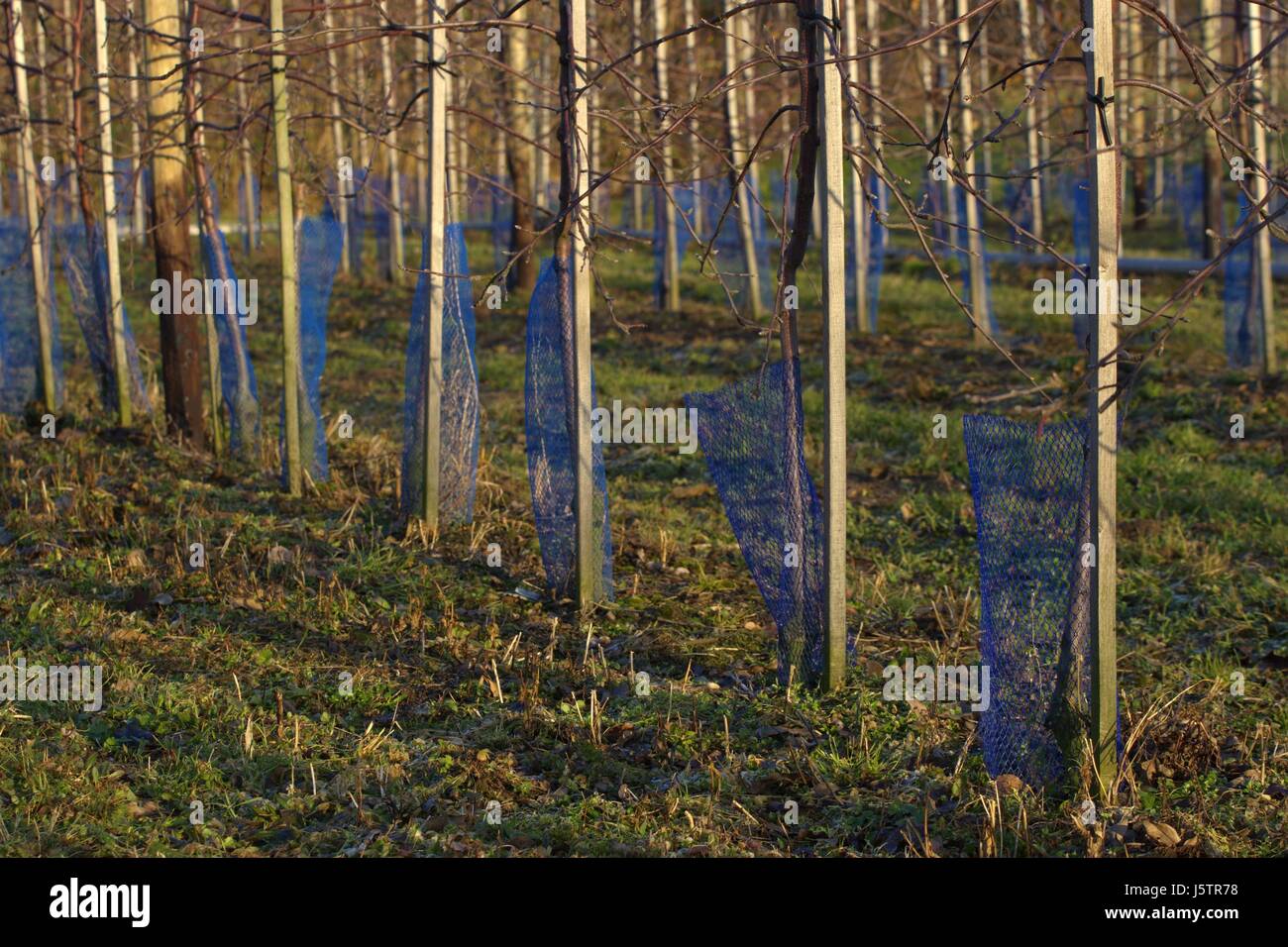 protected sheltered tree trees plant apple tree cultivation protect ...