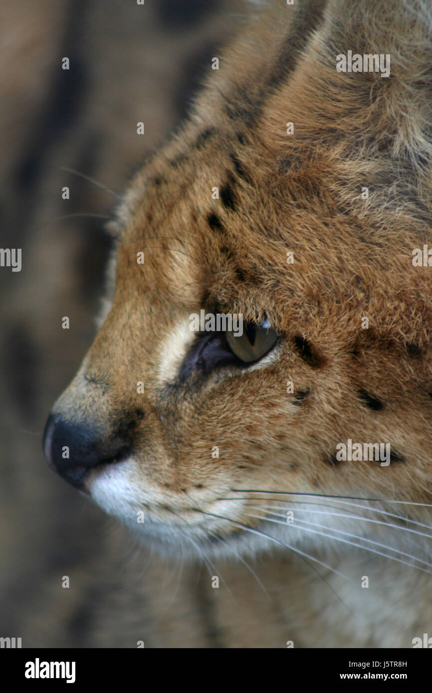 mammal hunter portrait big cat feline predator predator wildcat ...