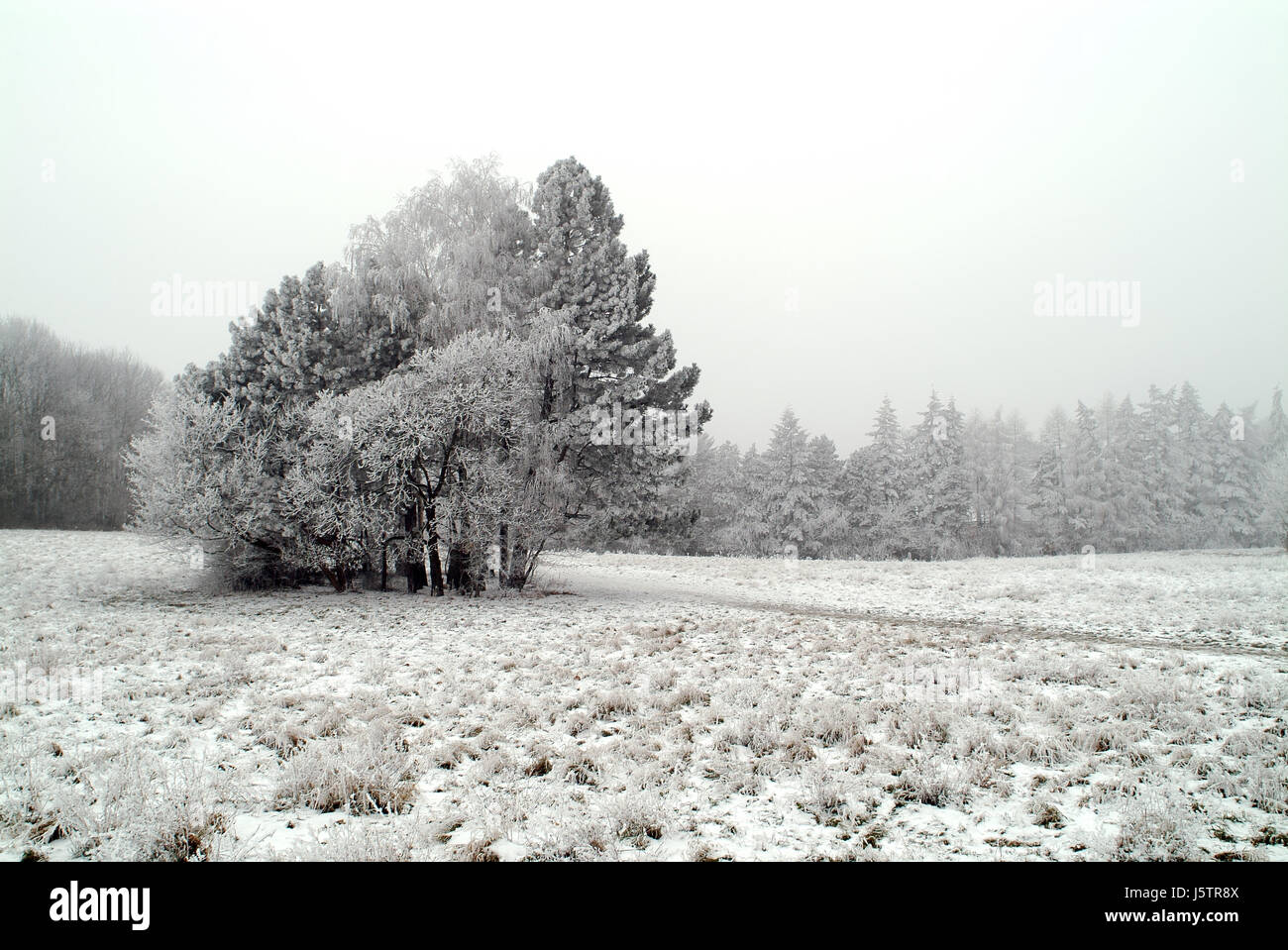 tree trees park winter cold clump of trees ripe fields winter landscape ...