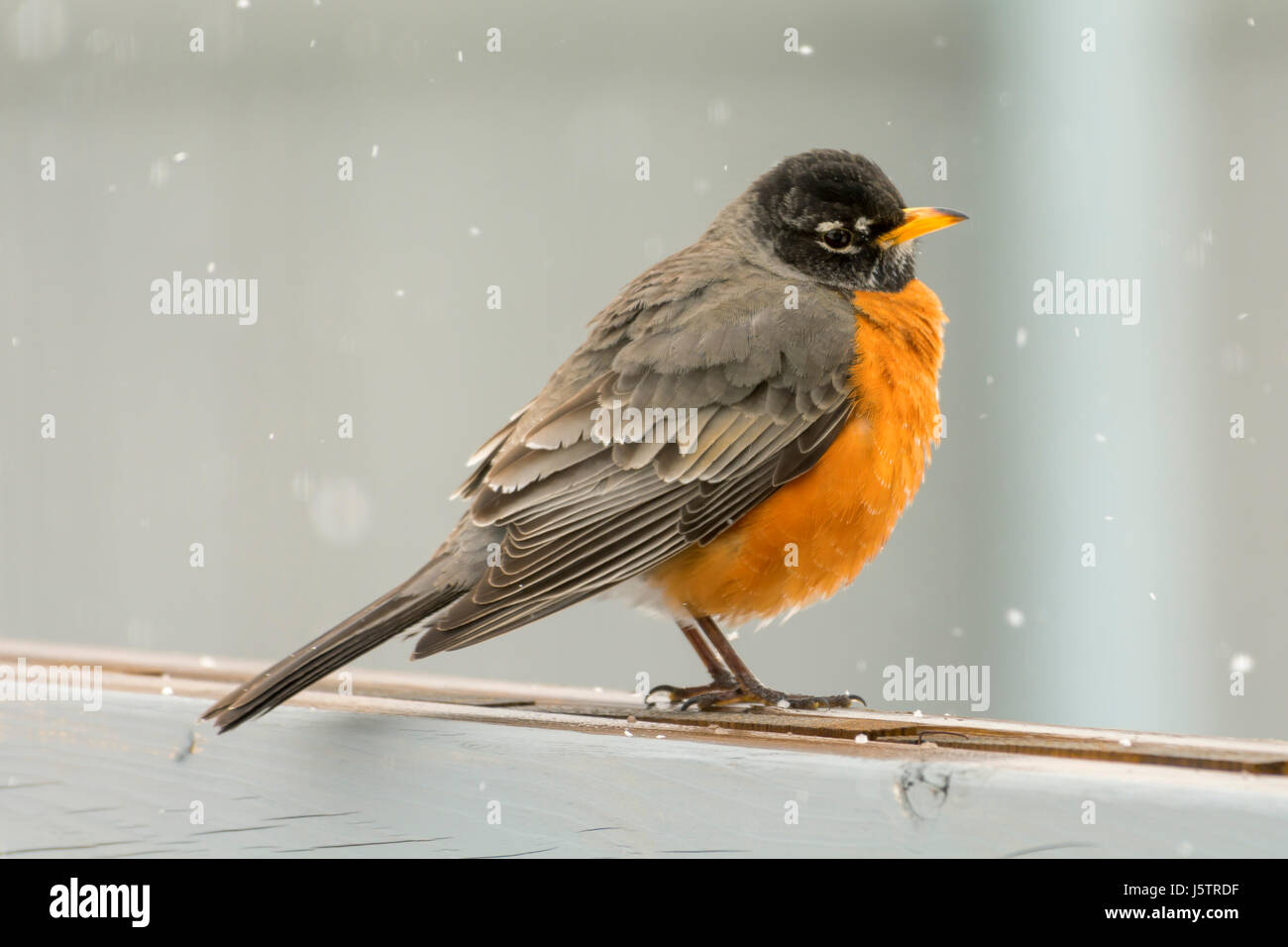 Songbird robin hi-res stock photography and images - Alamy