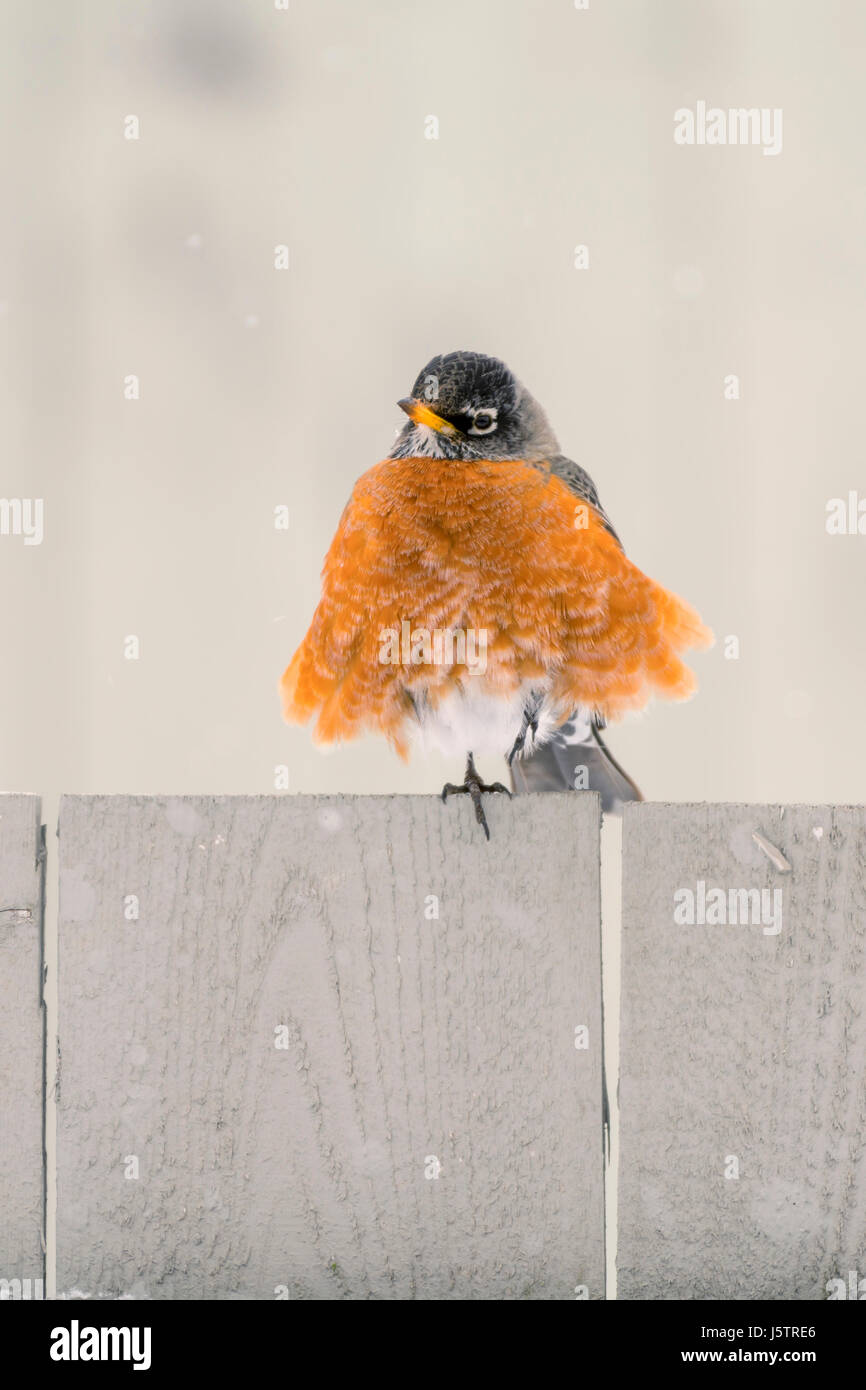 American robin spring singing hi-res stock photography and images - Alamy