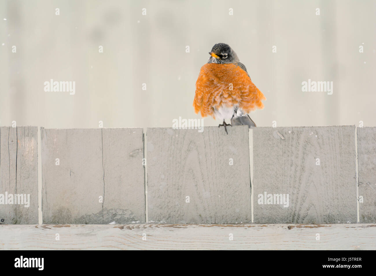 Robin blue sky snow hi-res stock photography and images - Alamy