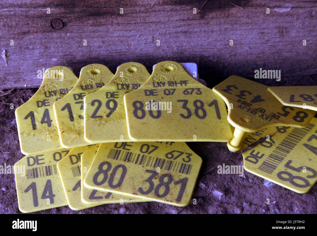 life eartag number Stock Photo - Alamy