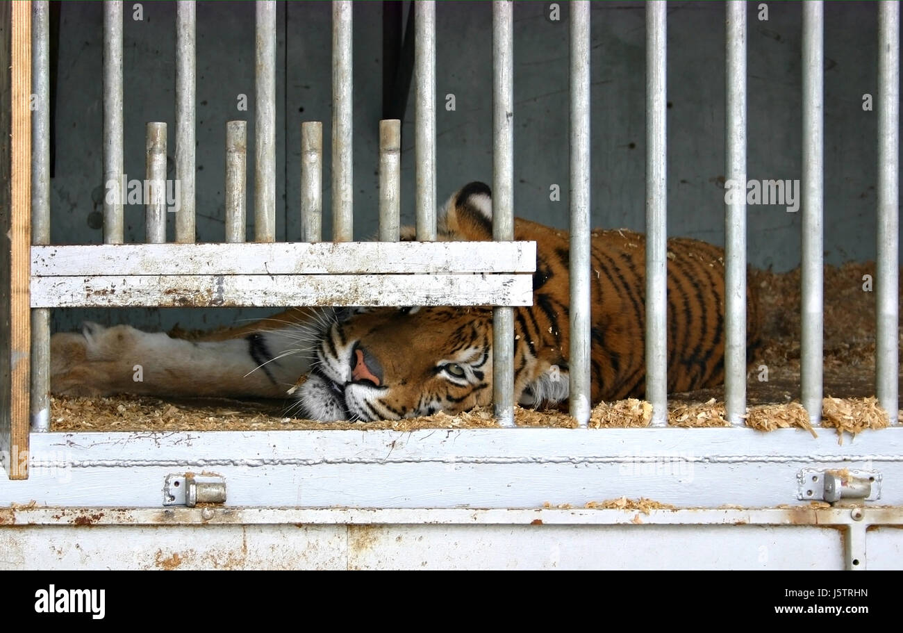 tiger in cage Stock Photo - Alamy