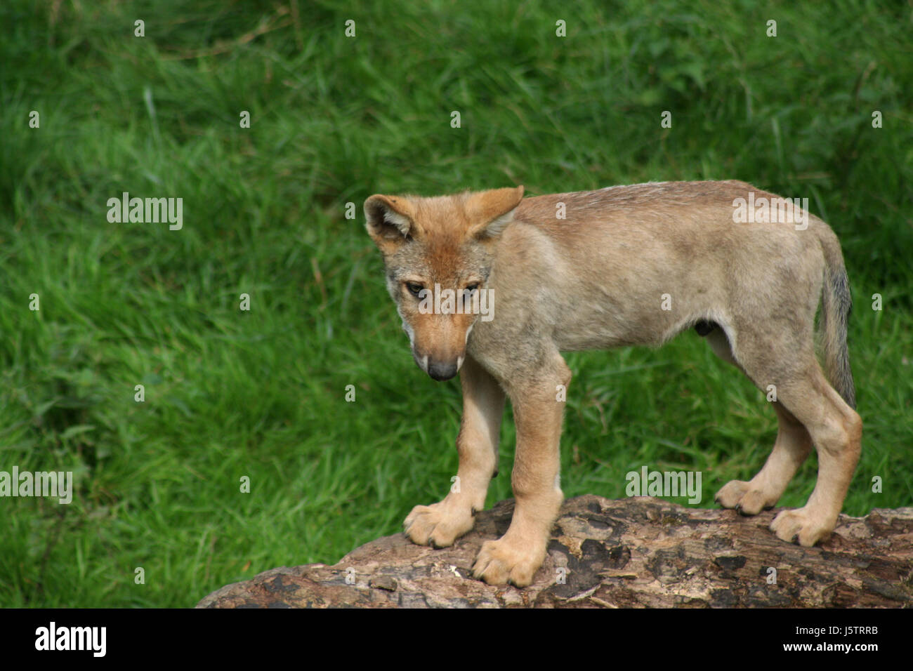 Little wolf hi-res stock photography and images - Alamy