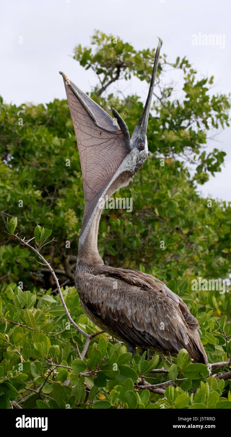 Pelican sitting hi-res stock photography and images - Alamy