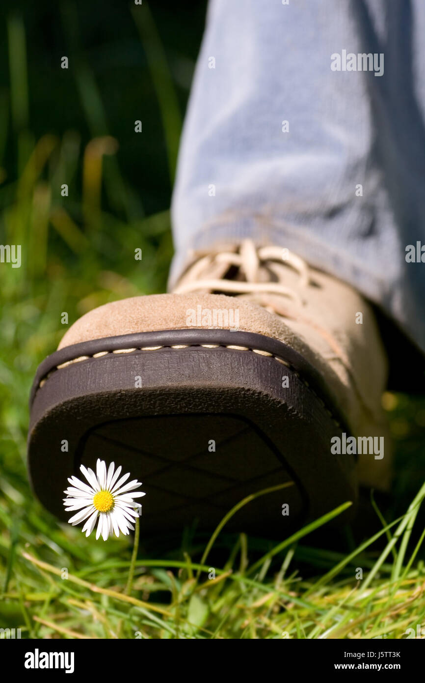 environment enviroment flower plant foot daisy tread trample meadow ...