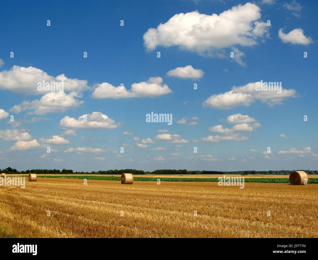 fields straw ball harvest summer summerly straw ball roll harvested ...