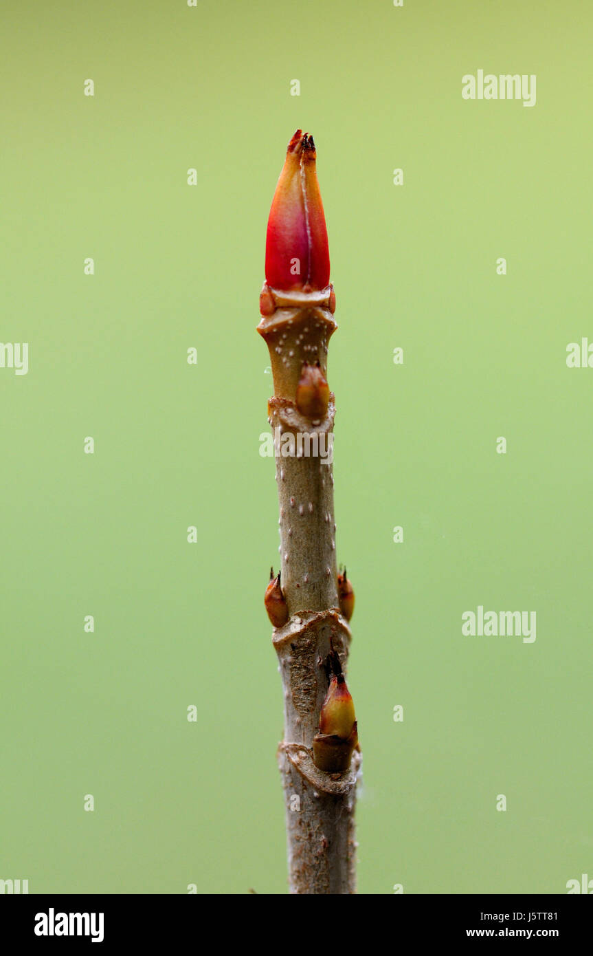 tree trees deciduous tree oak bud calibrate stalk stem leaves foliage ...