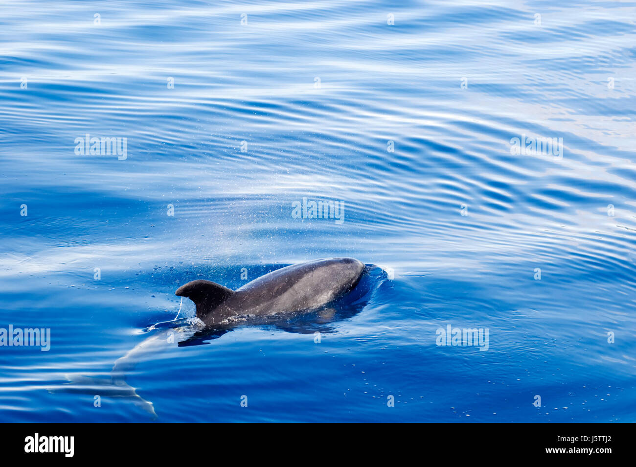 blue mammal dolphin wildlife surface swimming navy marine salt water ...
