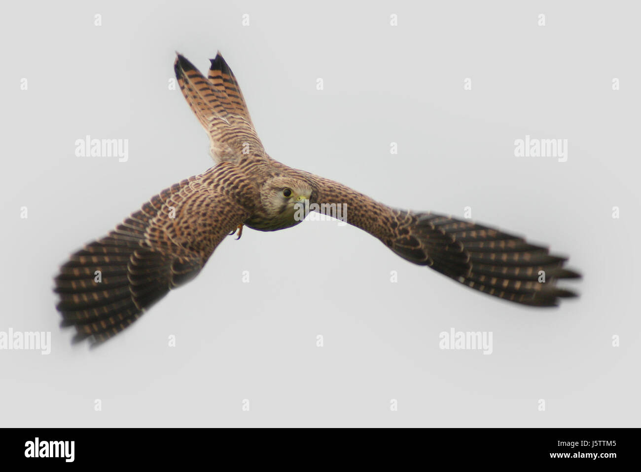 flight hunter falcon raptor feathers beak kestrel attack beaks wing ...