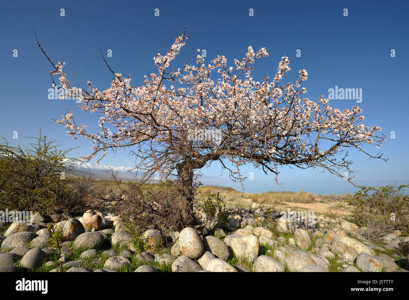 Pink apricot blossom hi-res stock photography and images - Alamy