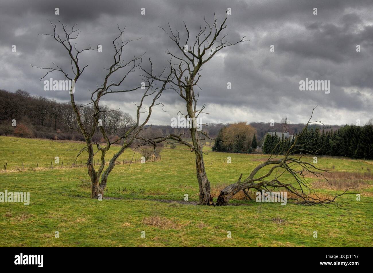 tree field nostalgia affecting meadow dead tree wood field nostalgia ...