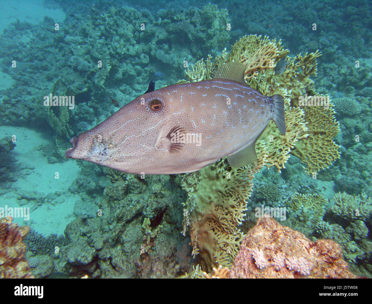 Feilenfisch hi-res stock photography and images - Alamy