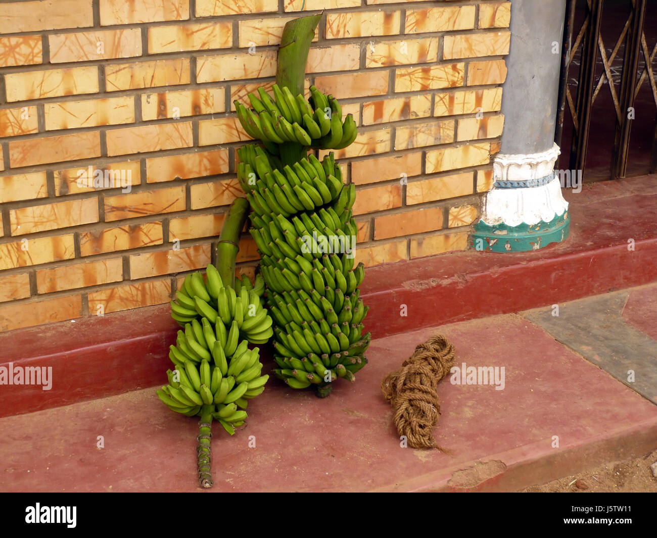 food aliment sweetly green wall fruit banana tropical clinker cord ...