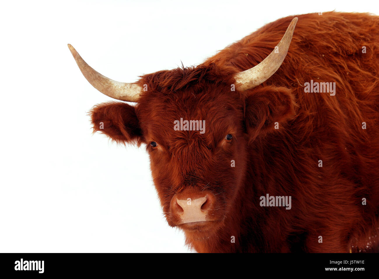 portrait cow bovine colour winter animal face portrait horn eye organ ...