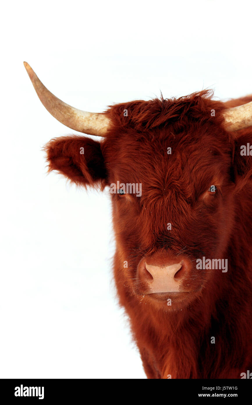 galloway head portrait Stock Photo - Alamy