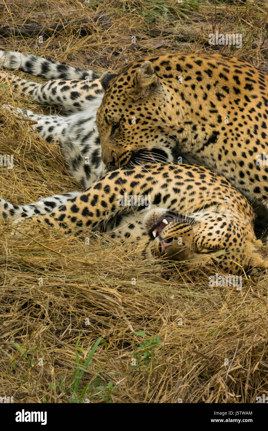 Leopard bite hi-res stock photography and images - Alamy