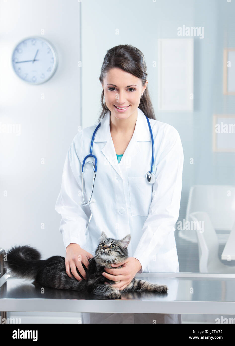Portrait of a beautiful Veterinarian doctor with a cute cat Stock Photo ...