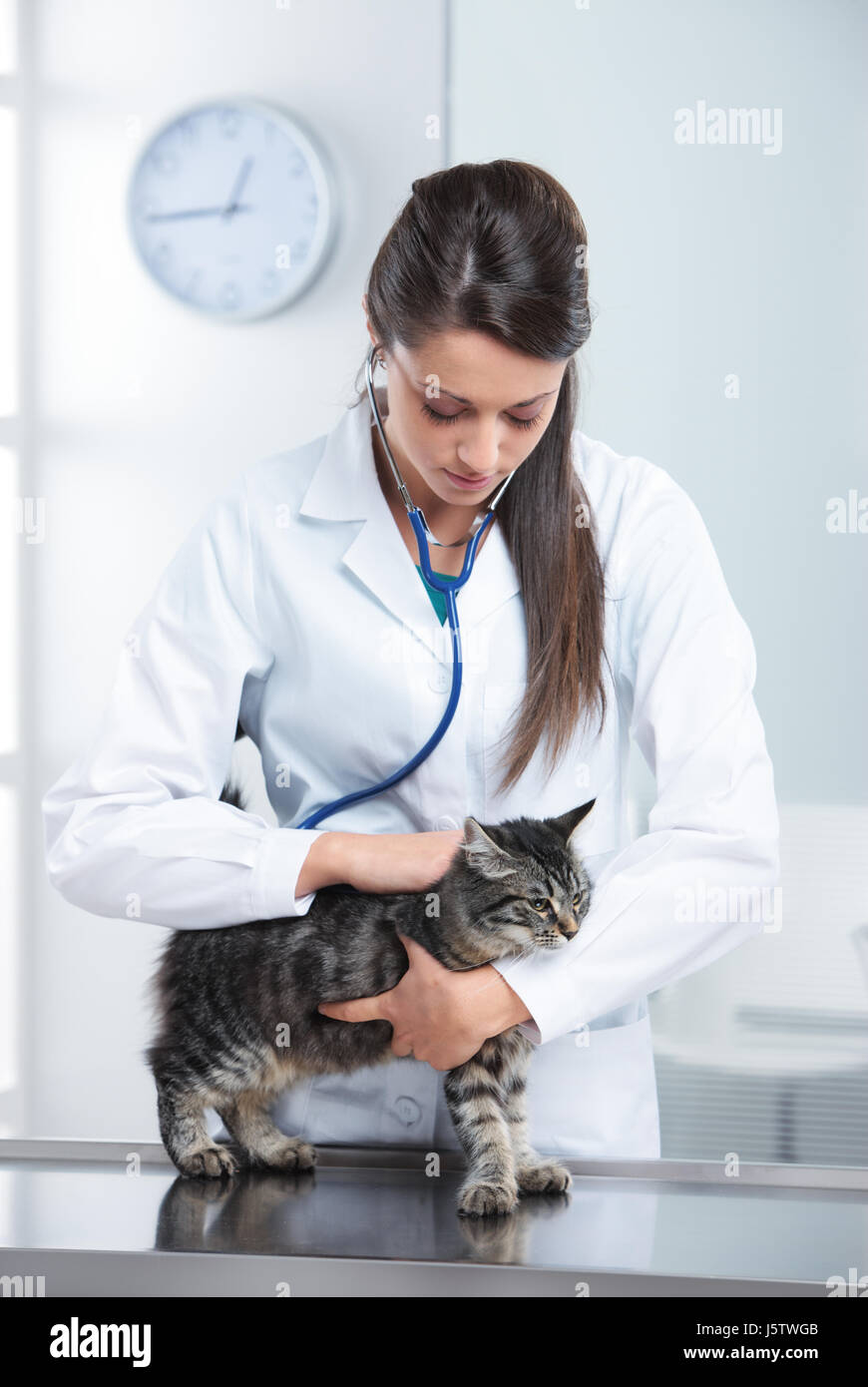 Veterinarian doctor making a checkup of a cute beautiful cat Stock ...