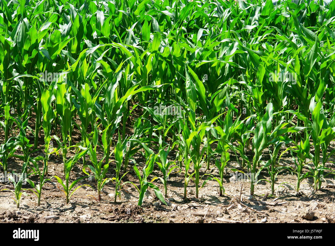 agrarian green agriculture farming field cultivation corn corn-growing ...