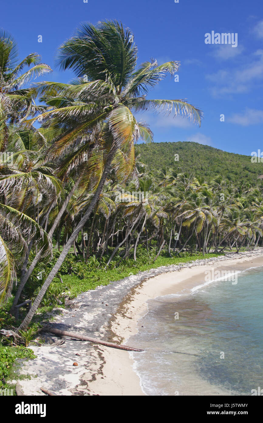 tree trees beach seaside the beach seashore tropical palm caribbean ...