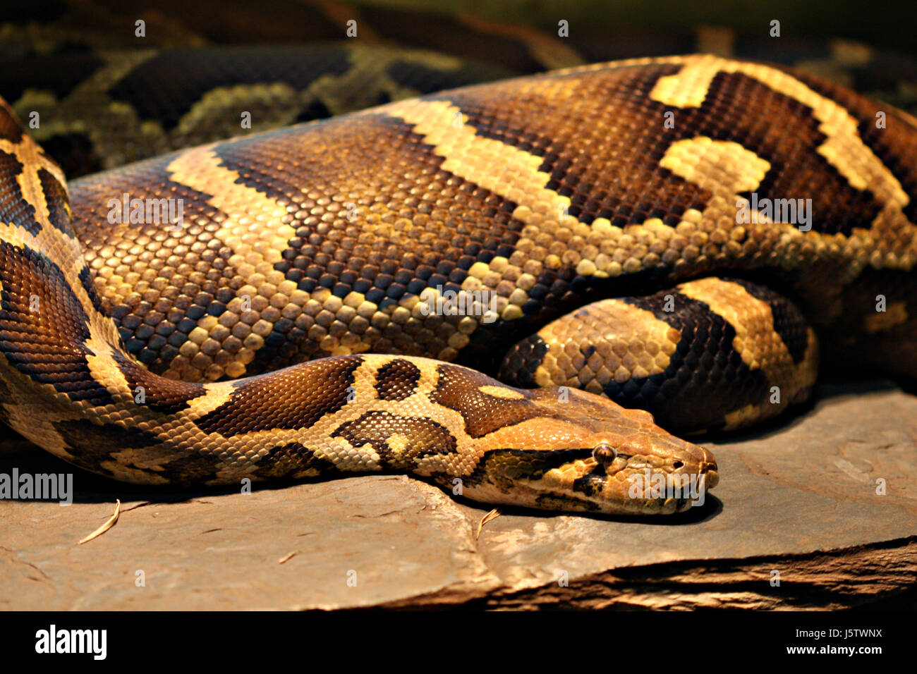 python boa tigerpython wrgeschlange repilien sdostasien pythons ...