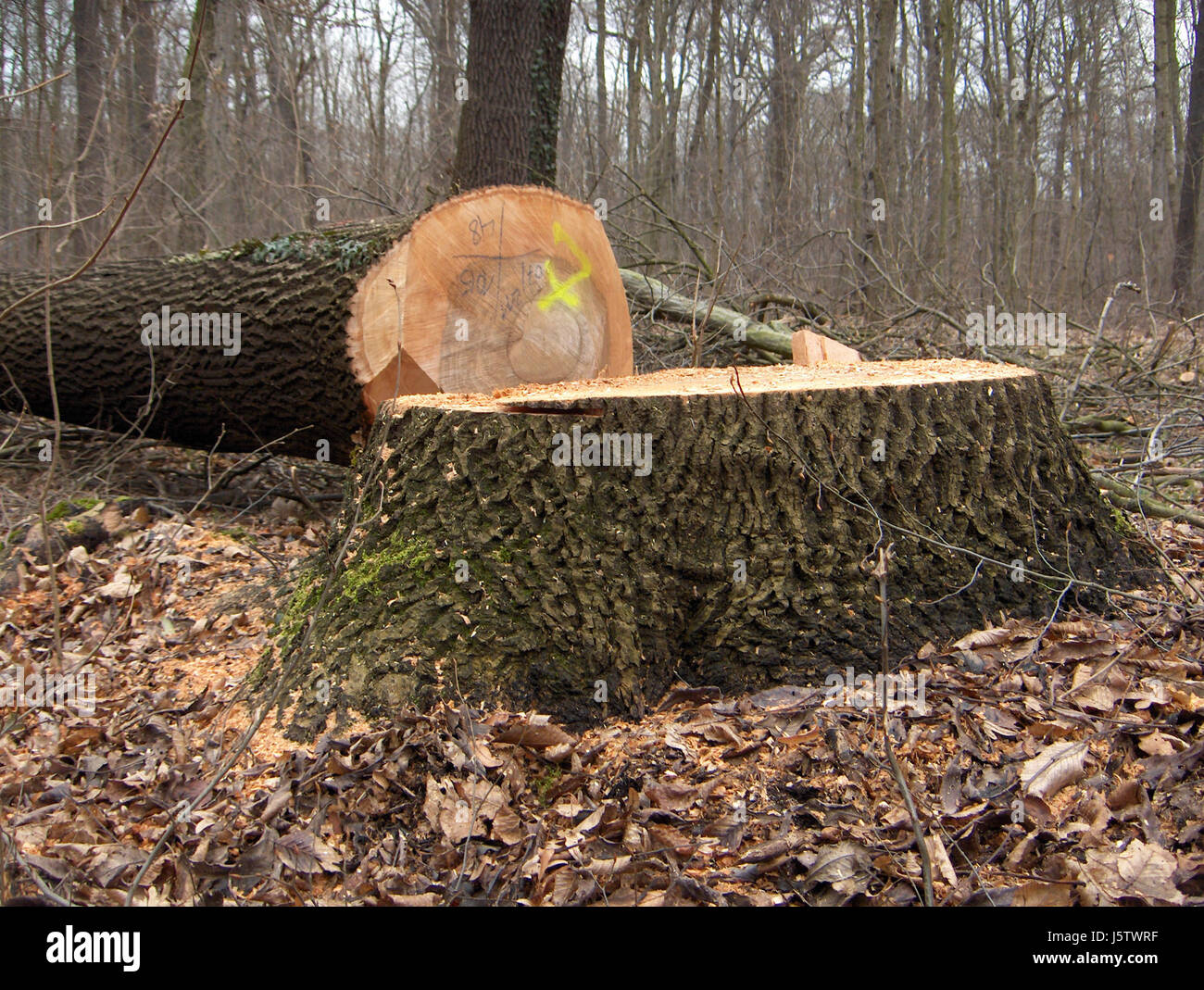 tree industry raw material clearing forest forestry nature tree ...
