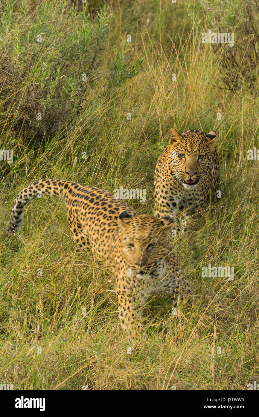 Leopard cub running hi-res stock photography and images - Alamy