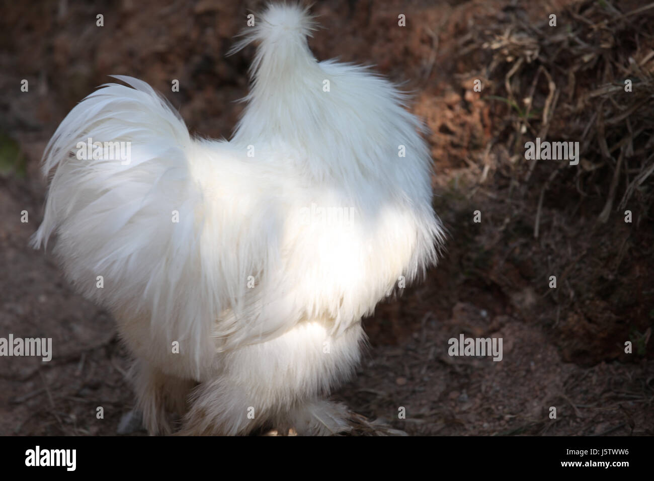 Unusual white chicken, Thailand, south east asia Unusual fluffy white ...