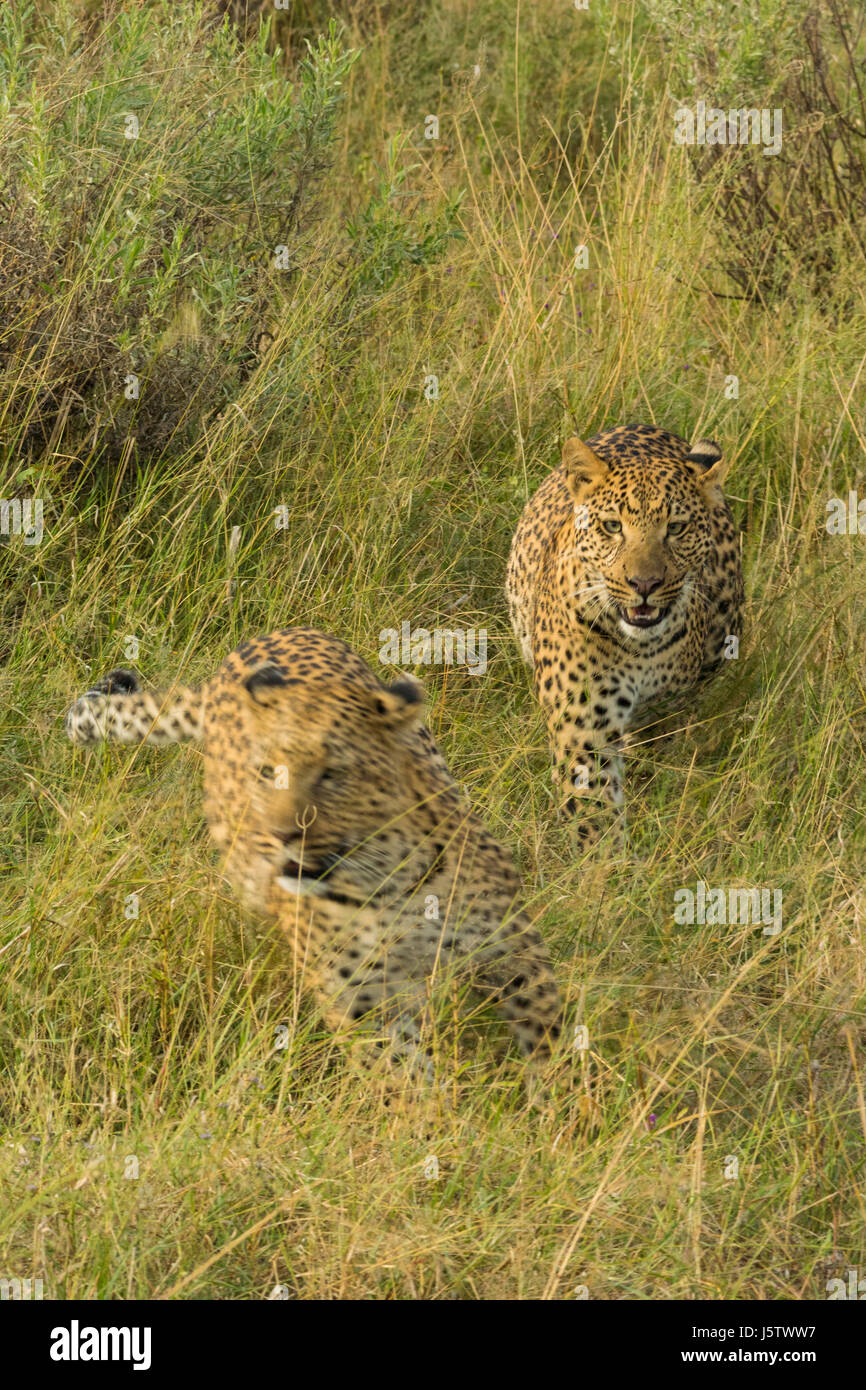 Female leopard running with her cub near Chitabe in the Okavango Delta ...