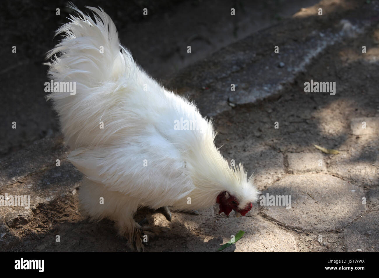 Unusual white chicken, Thailand, south east asia Unusual fluffy white ...