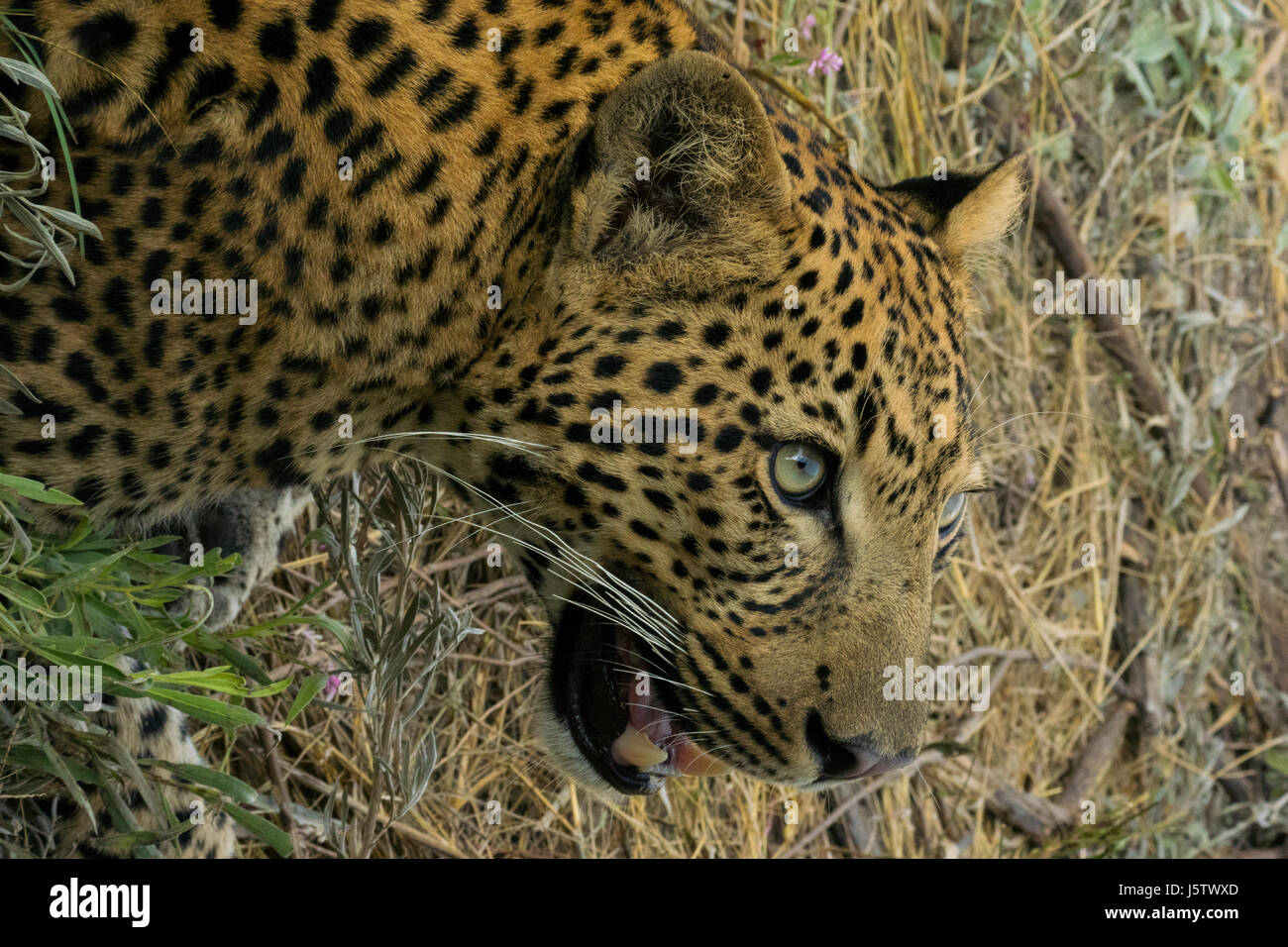 Leopard cub running hi-res stock photography and images - Alamy