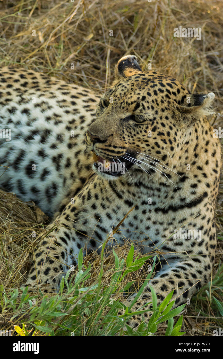 Female leopard in Chitabe area of the Okavango Delta in Botswana Stock ...