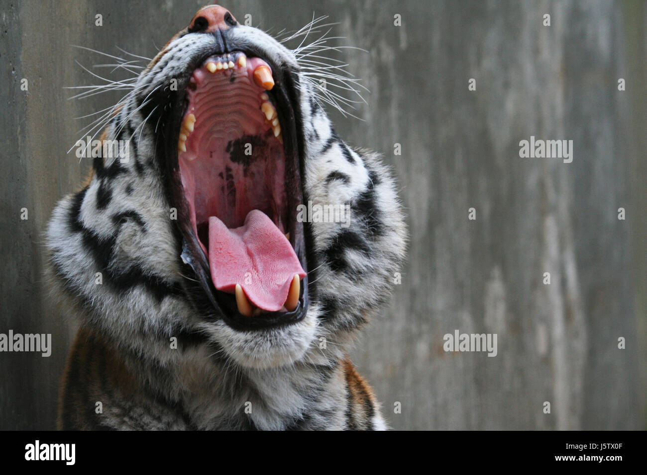 Feline caries hi-res stock photography and images - Alamy
