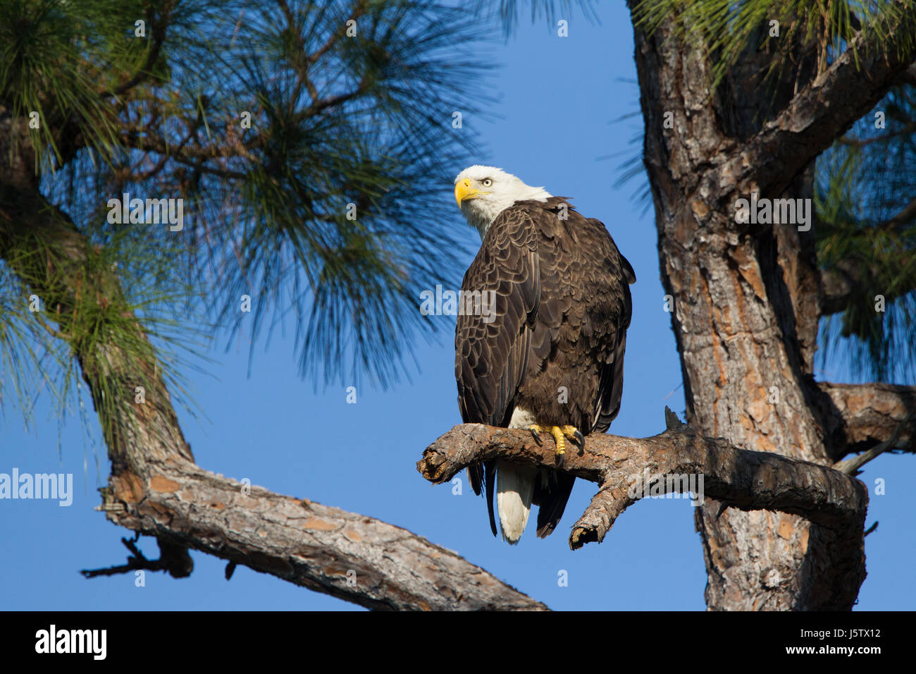 American Bald Eagle on branch Stock Photo - Alamy