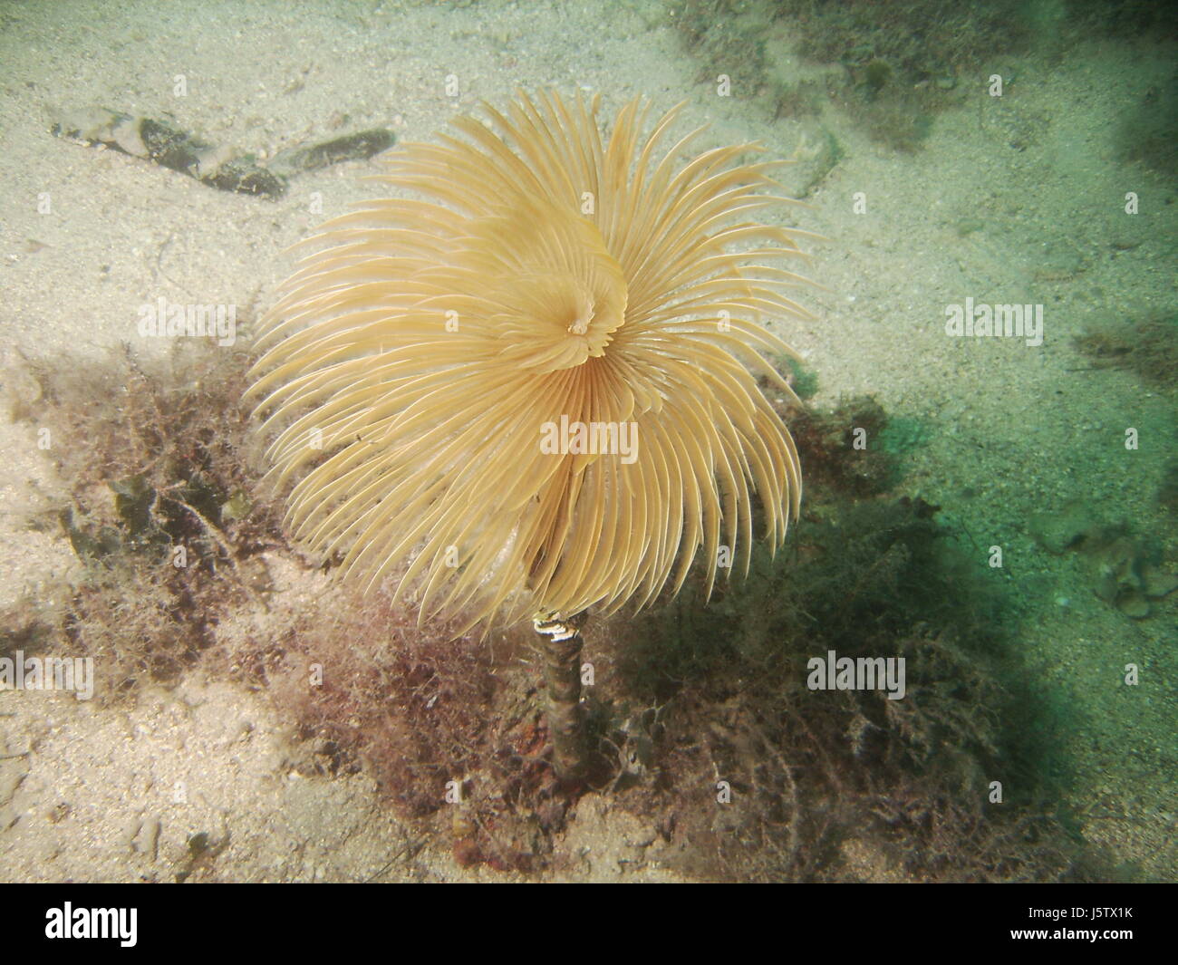 underwater stone ground soil earth humus blank european caucasian depth ...