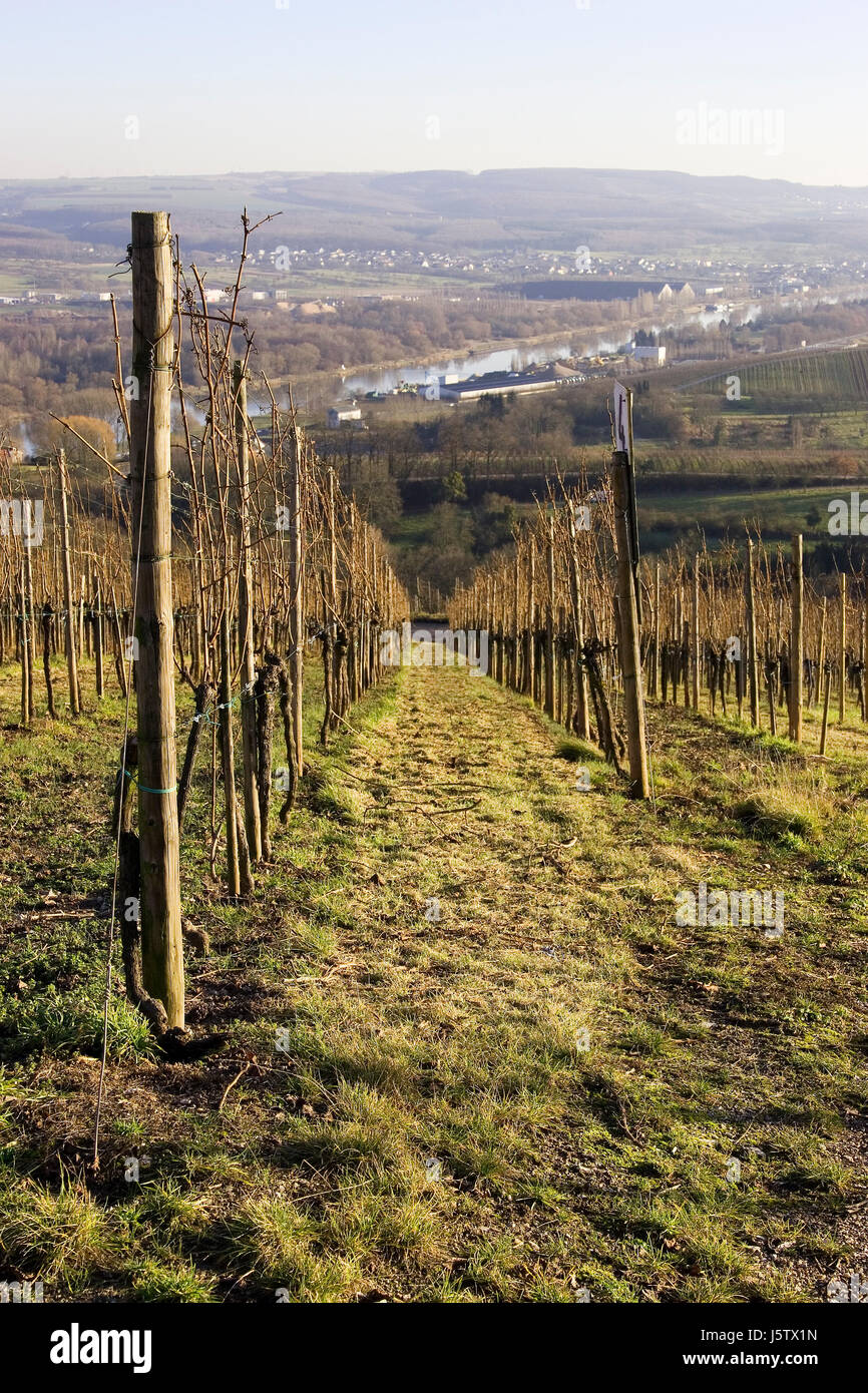 vineyard mosel luxembourg vine grape vine grape-vine river water house ...