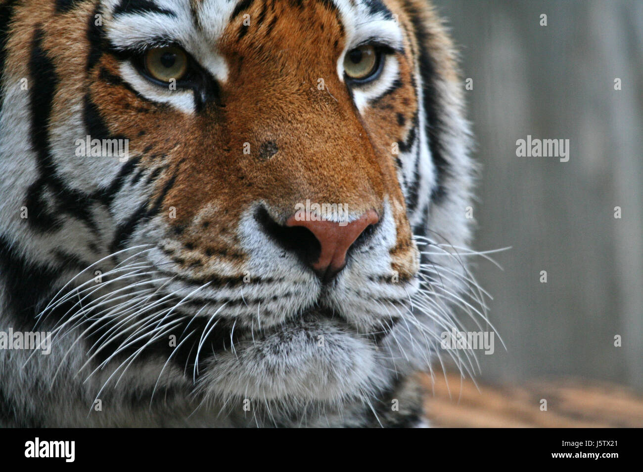 big cat feline predator cat tiger predator head animal portrait eye ...