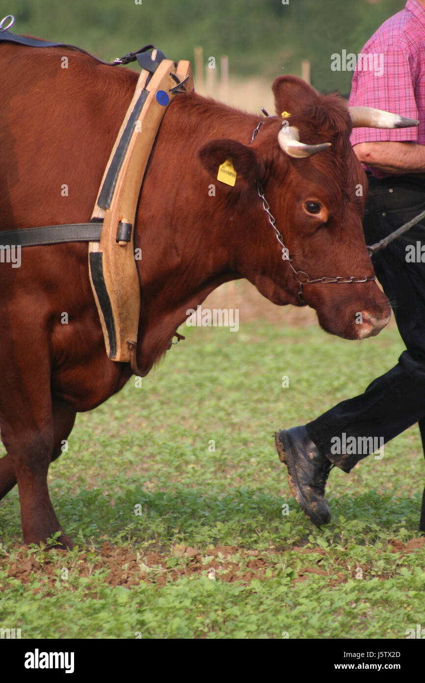 ox at work Stock Photo - Alamy