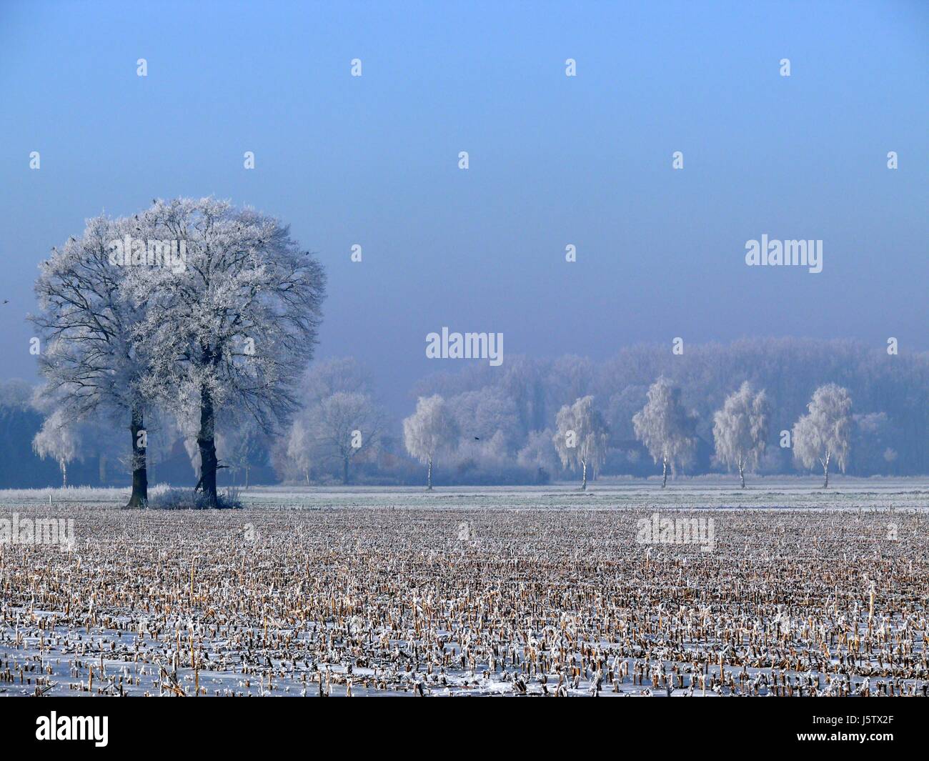 winter frost tree bird frost day during the day morning landscape ...