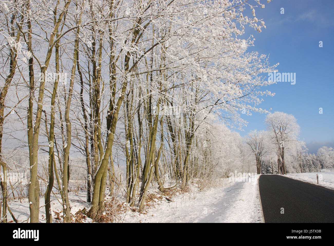 tree trees winter cold ripe ice frost snow hoarfrost blue tree sunlight ...