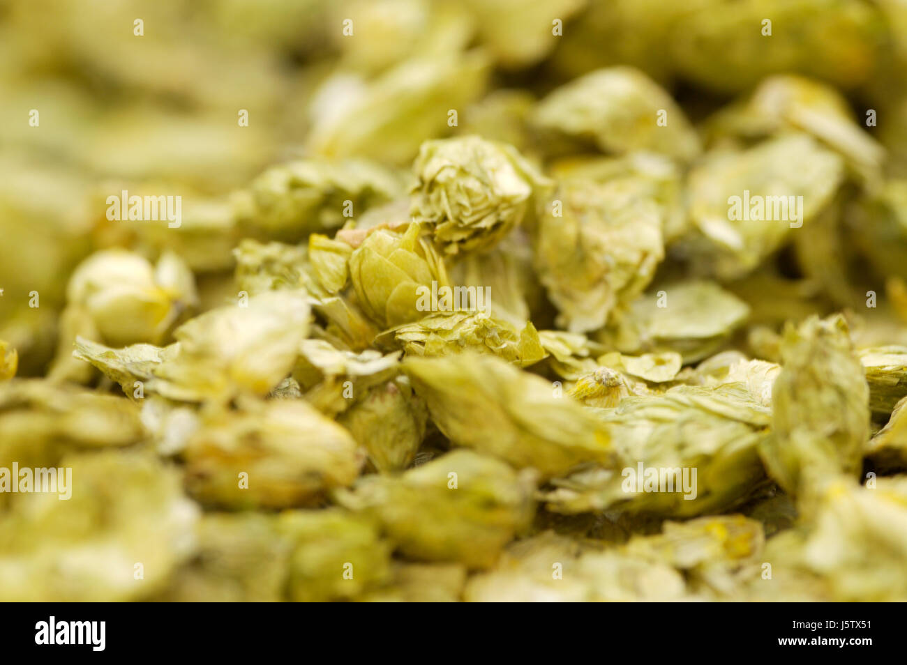 hop beer-making food aliment hand science research industrial plant ...