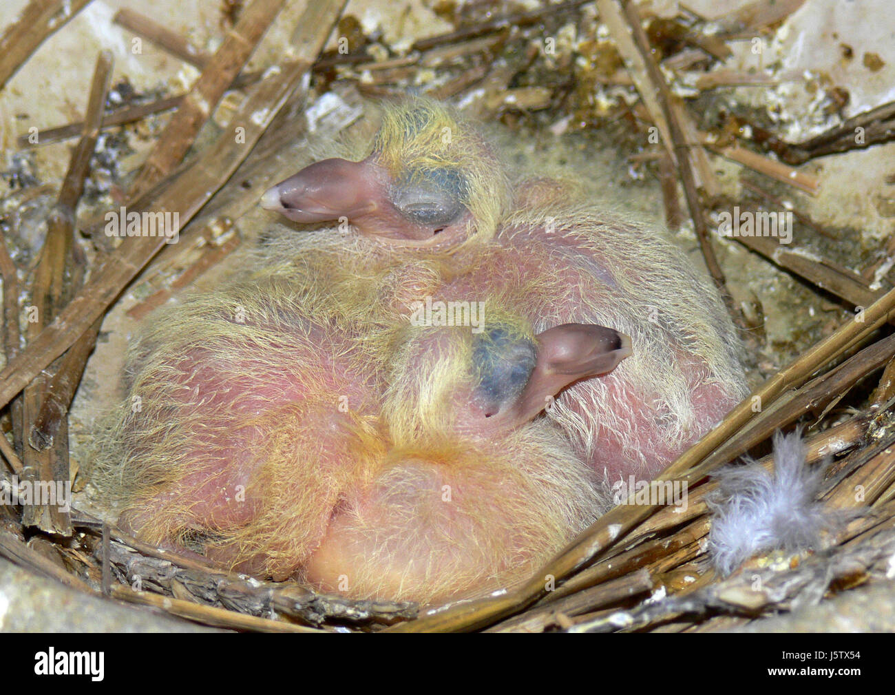 nest pigeon chick nest straw pigeon chick pigeons breed spawn carrier ...