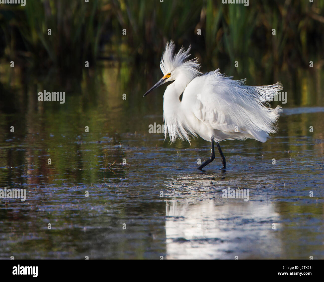 Cattle egret in full breeding plumage Stock Photo - Alamy