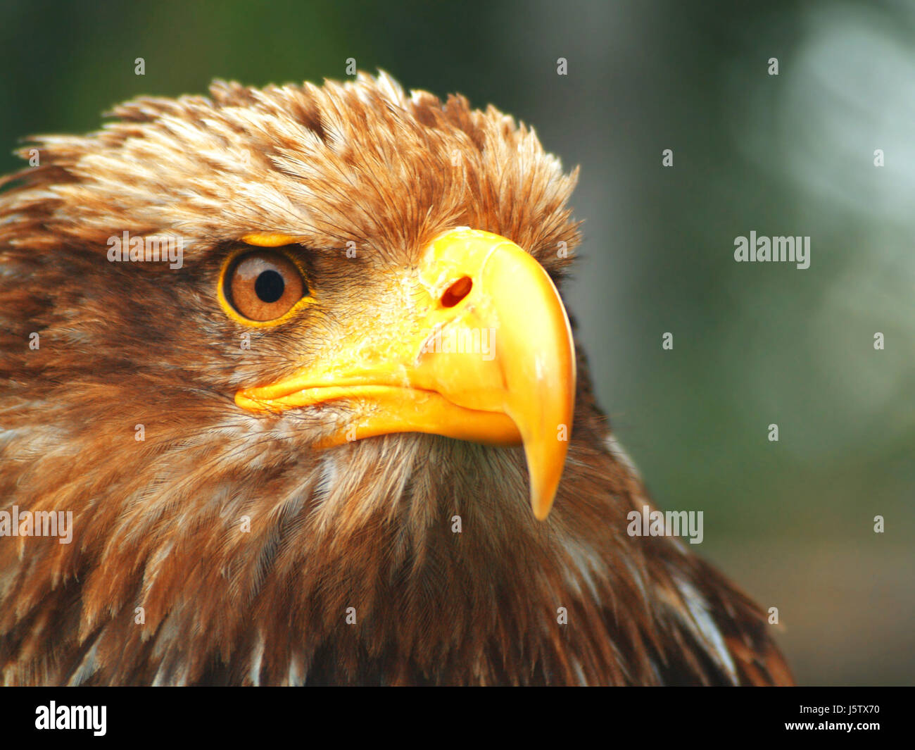 danger environment enviroment raptor birds of prey predator eagle ...