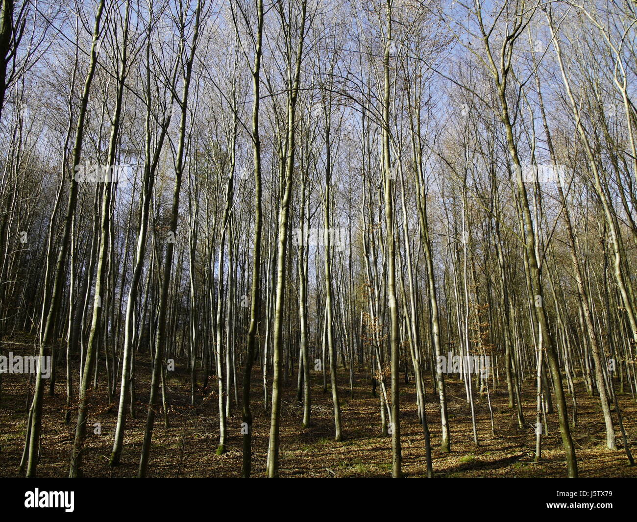 book up coming beech forest forest book tree trees winter tribes small ...