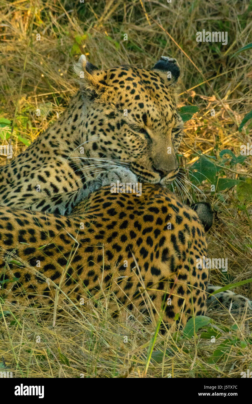 Leopard cub running hi-res stock photography and images - Alamy