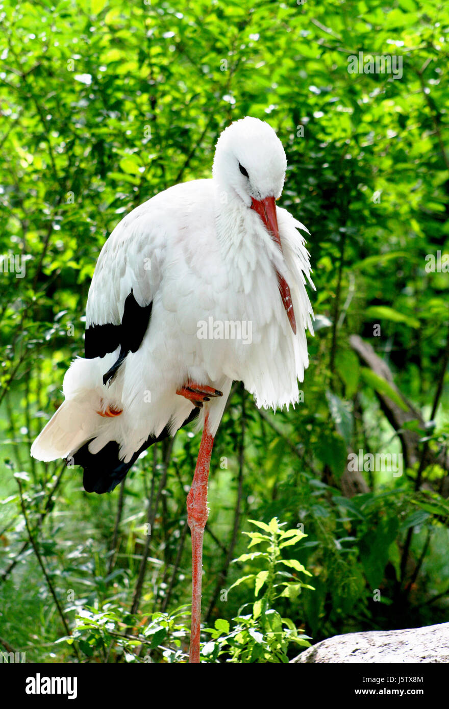bird birds stork storks bird birds branches spring stork den spring ...